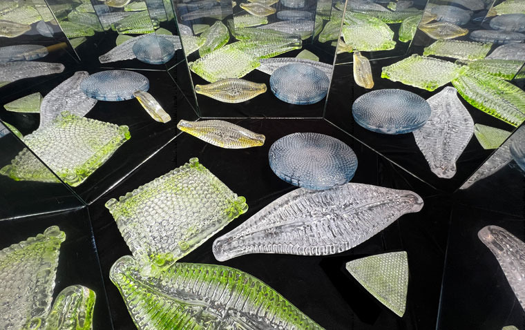 Diatom – Glass Microbiology