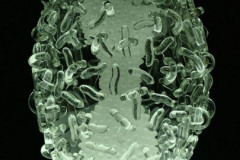 Smallpox – Glass Microbiology